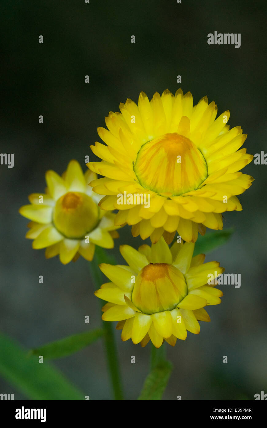 3 yellow flowers hi-res stock photography and images - Alamy