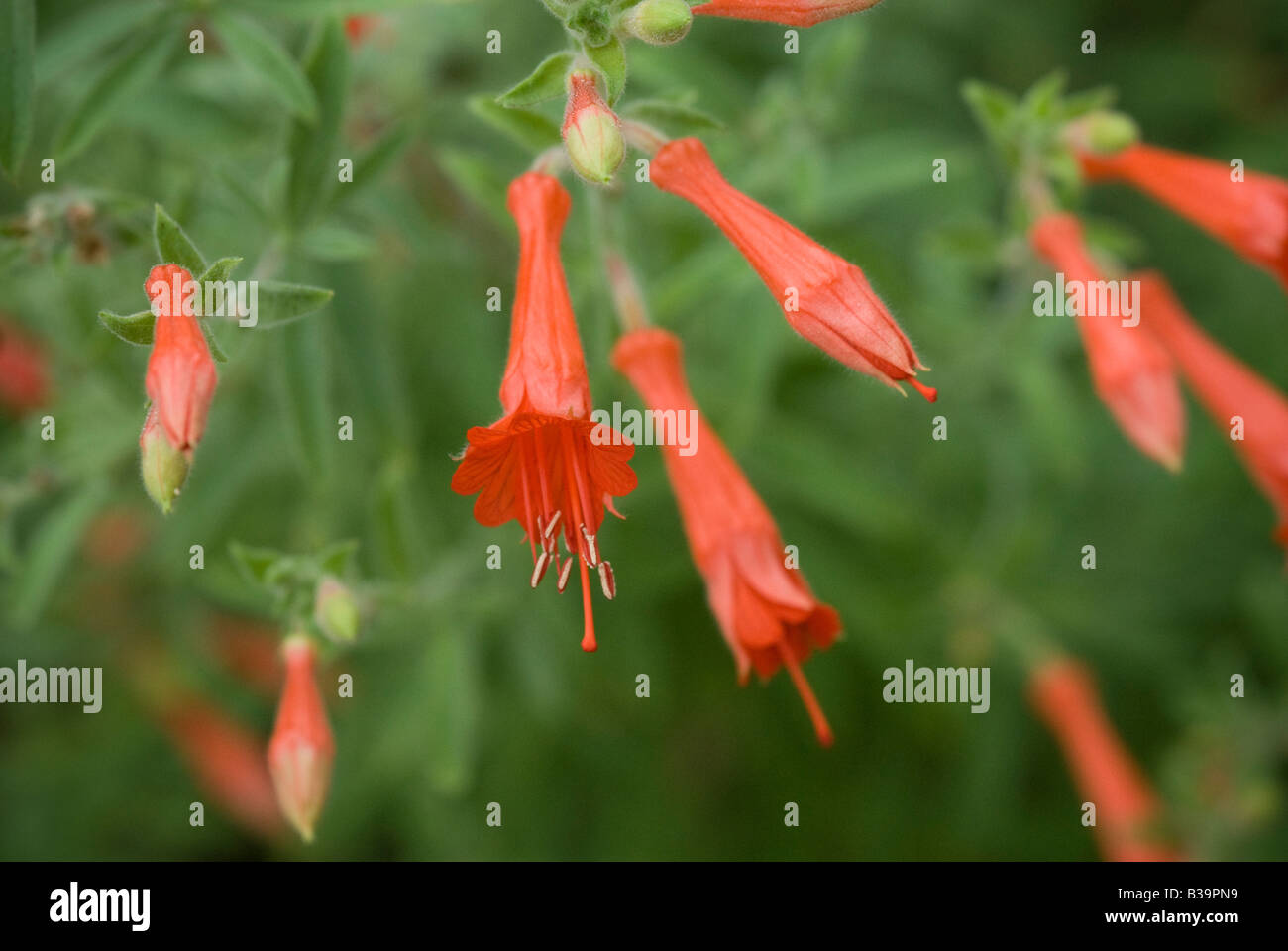 Trumpet flowers hi-res stock photography and images - Alamy