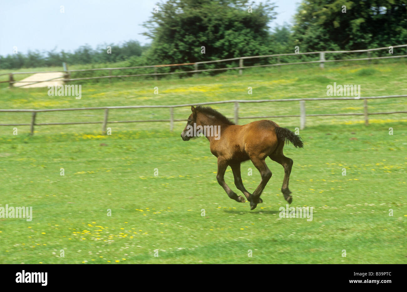 Highland pony running hi-res stock photography and images - Alamy