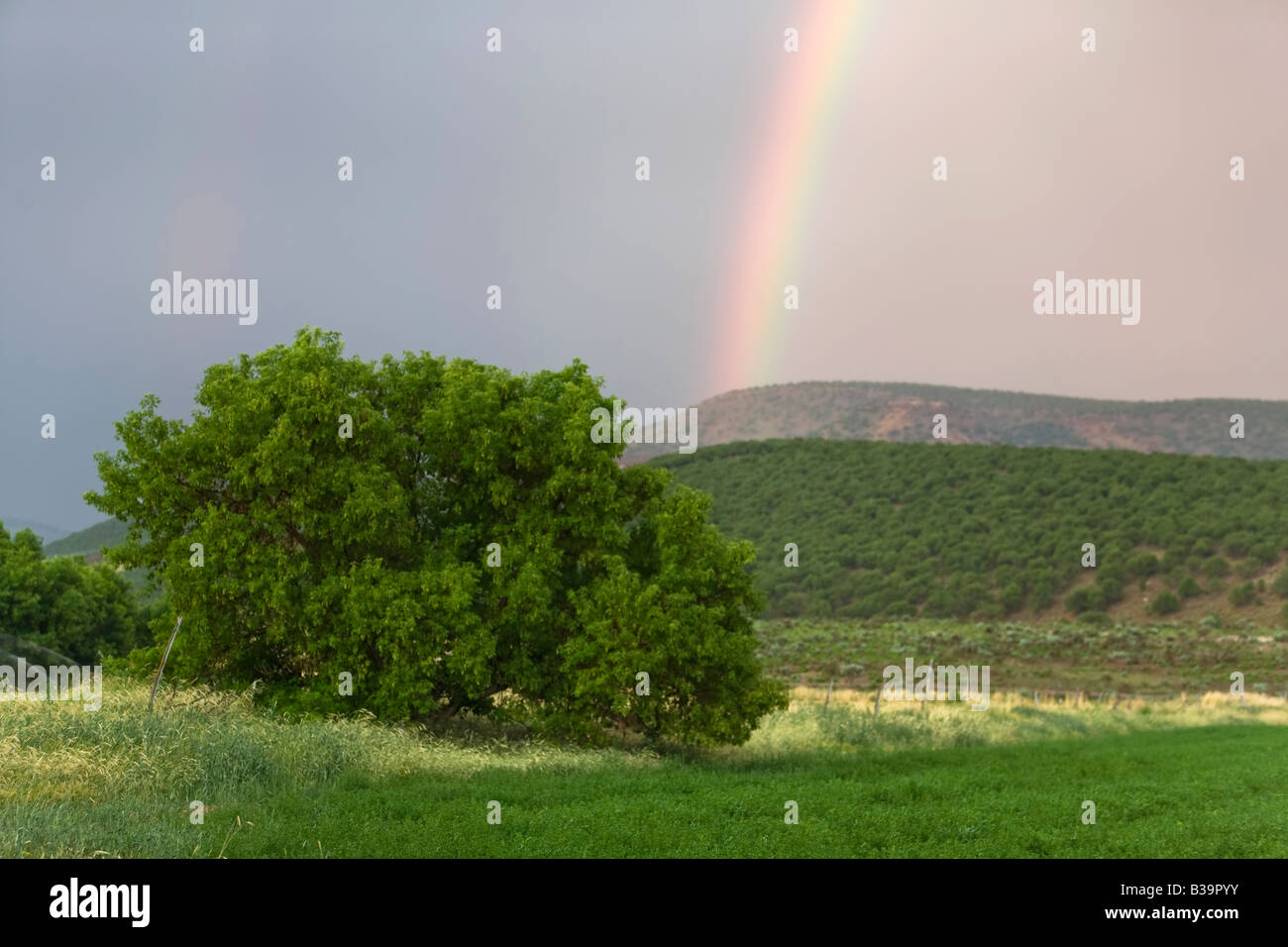 Rainbow over tree in a rural farming community of central Utah ...
