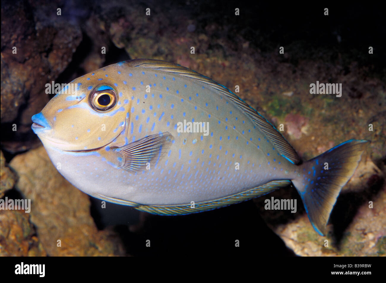 Lopezi Unicorn Tang