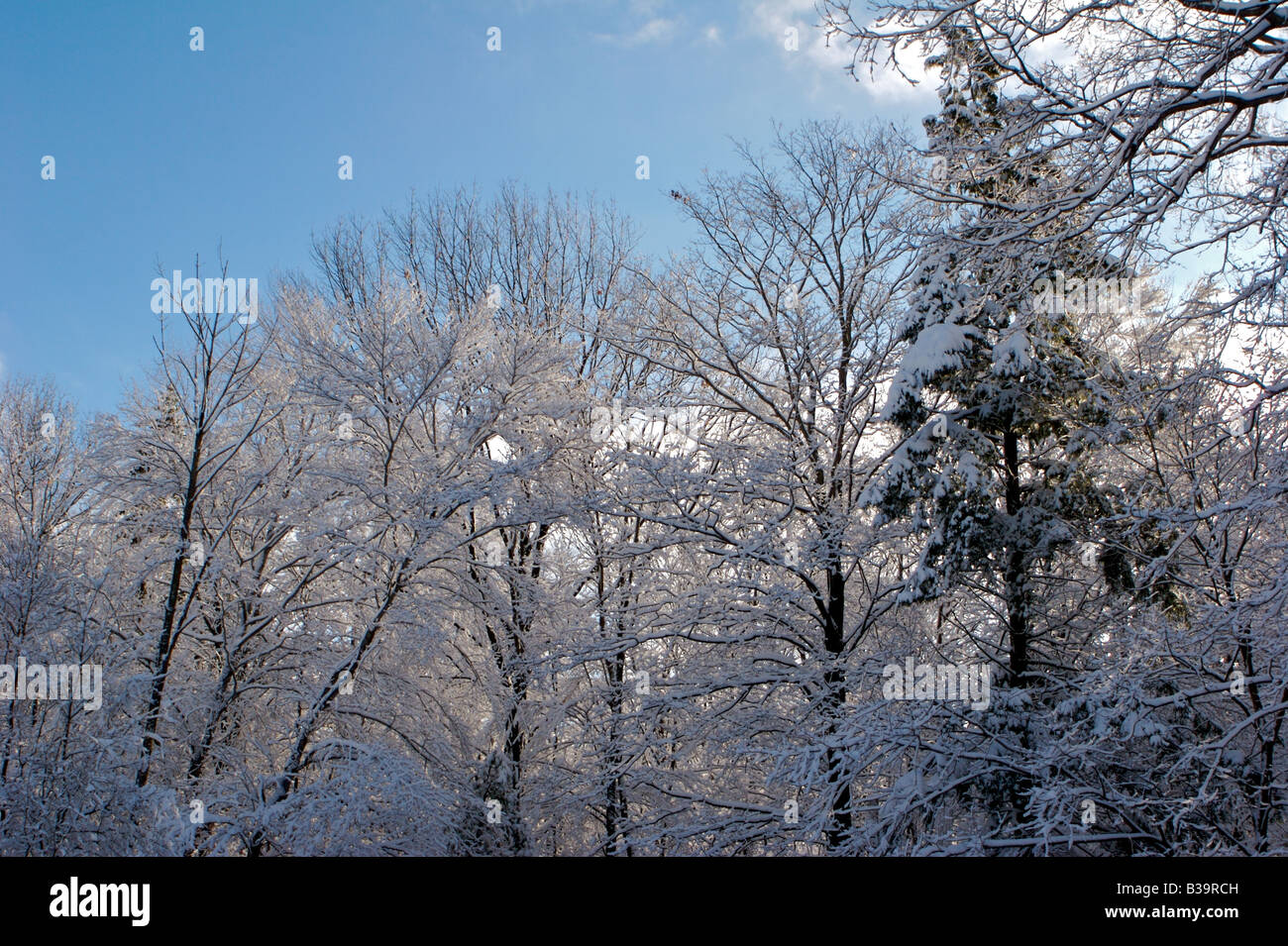 Fresh Snow in the Trees Stock Photo - Alamy