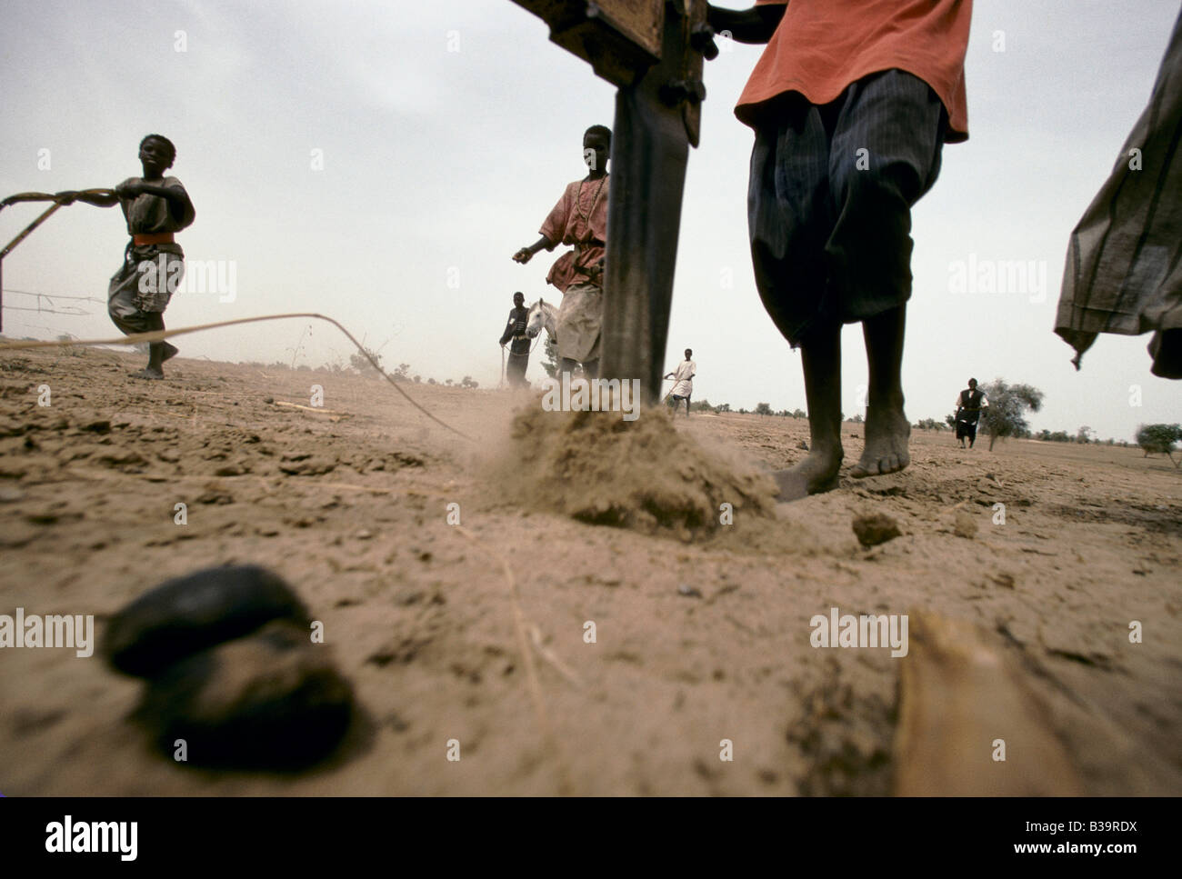 TOUBA,AFRICA'S LITTLE MECCA',PLOUGHING TO SOW GROUNDNUTS ON MARABOUT'S ...