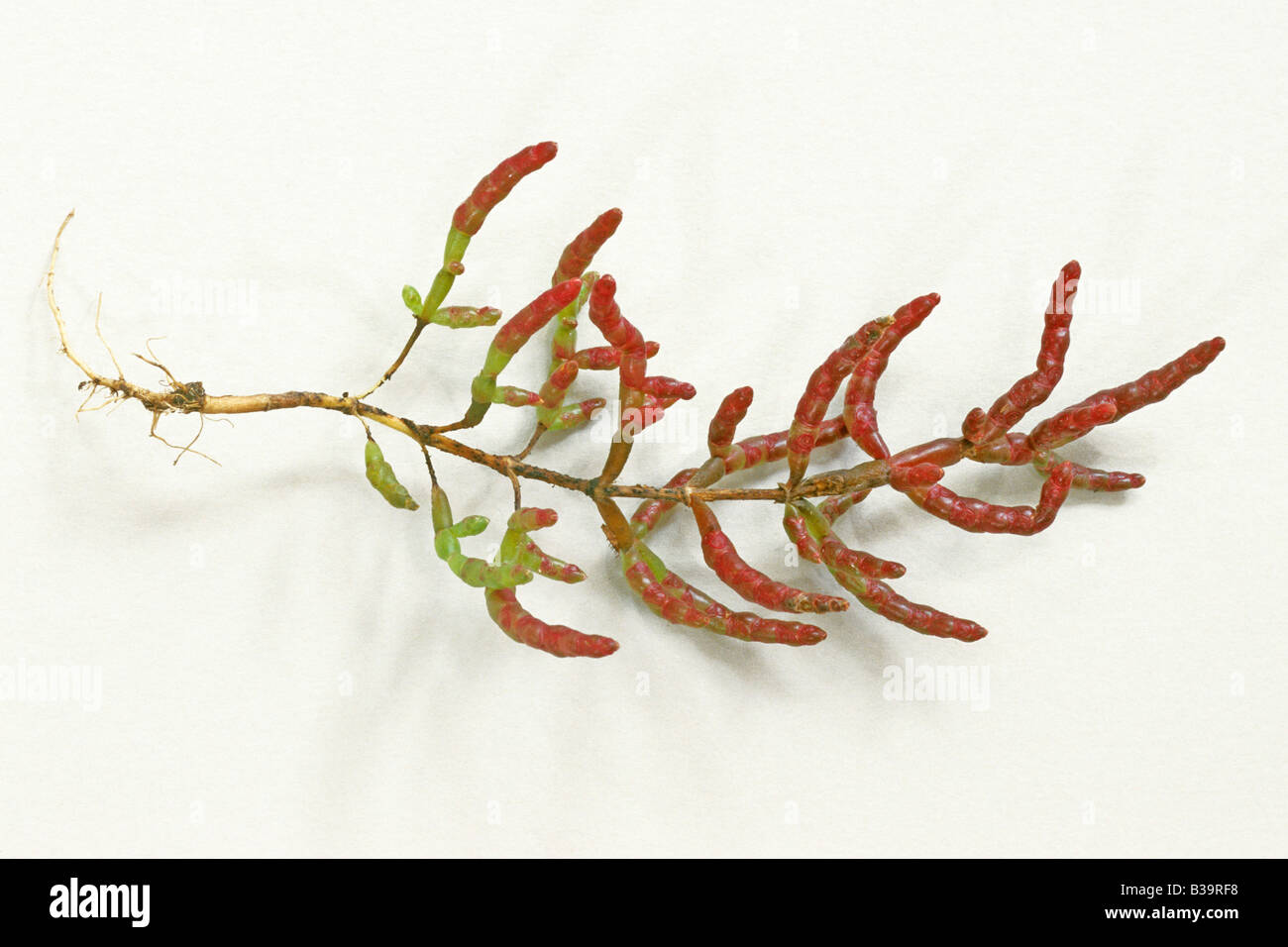 Salicorn (Salicornia europaeus) studio picture Stock Photo - Alamy