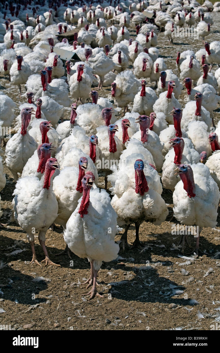 Turkey flock in central Utah. Verticle Stock Photo - Alamy