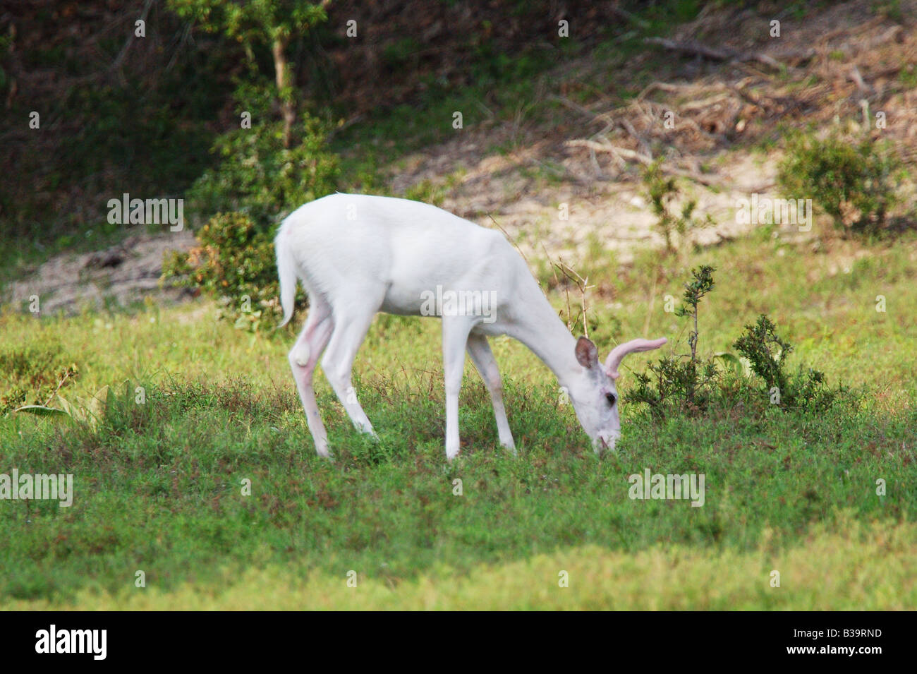 White tailed buck georgia hi-res stock photography and images - Alamy