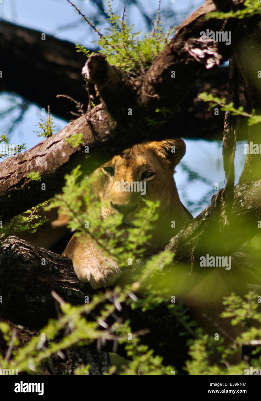 Female lions panthera leo in tree lake manyara national park hi-res ...
