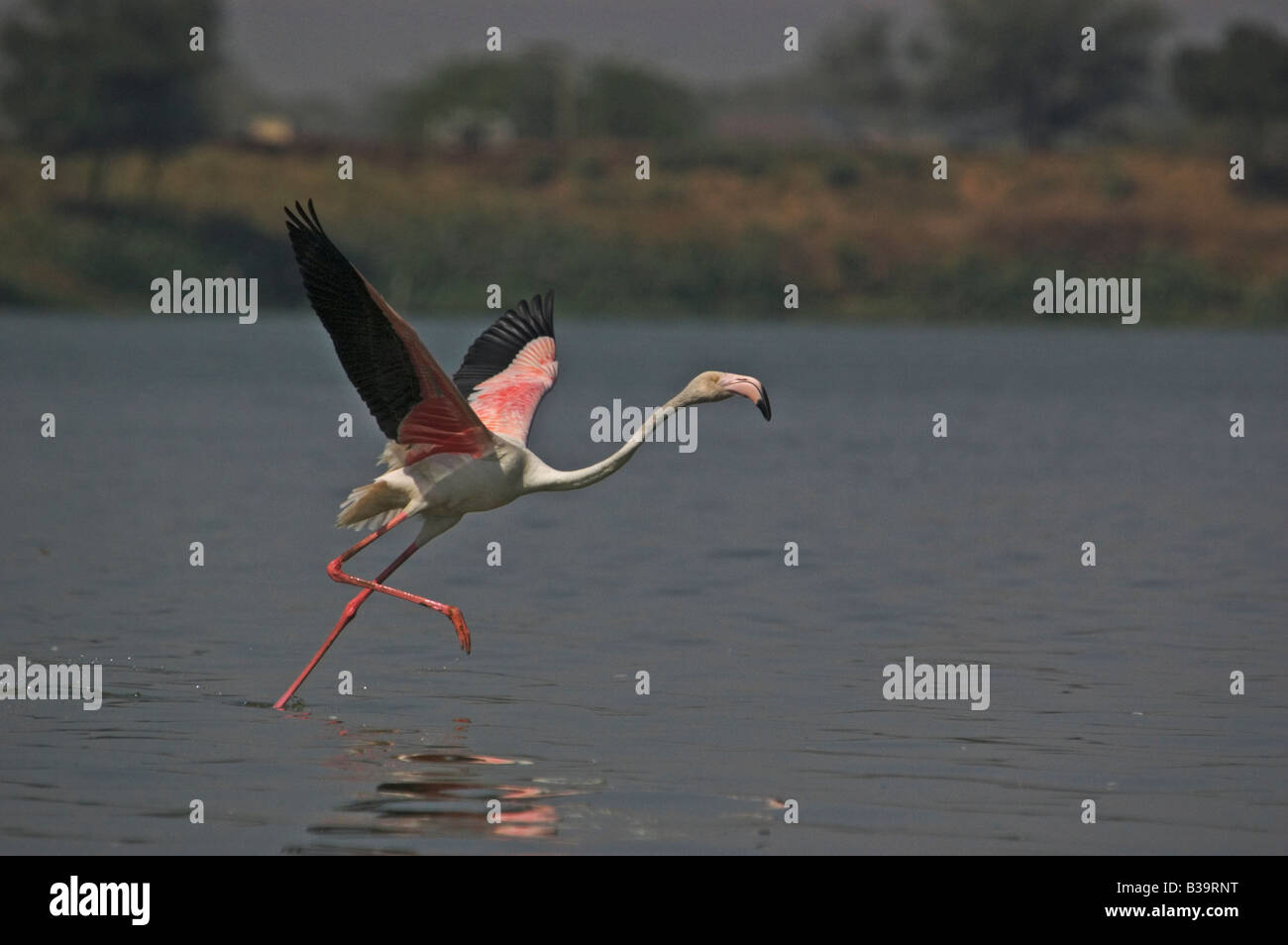Greater flamingo gujarat hi-res stock photography and images - Alamy