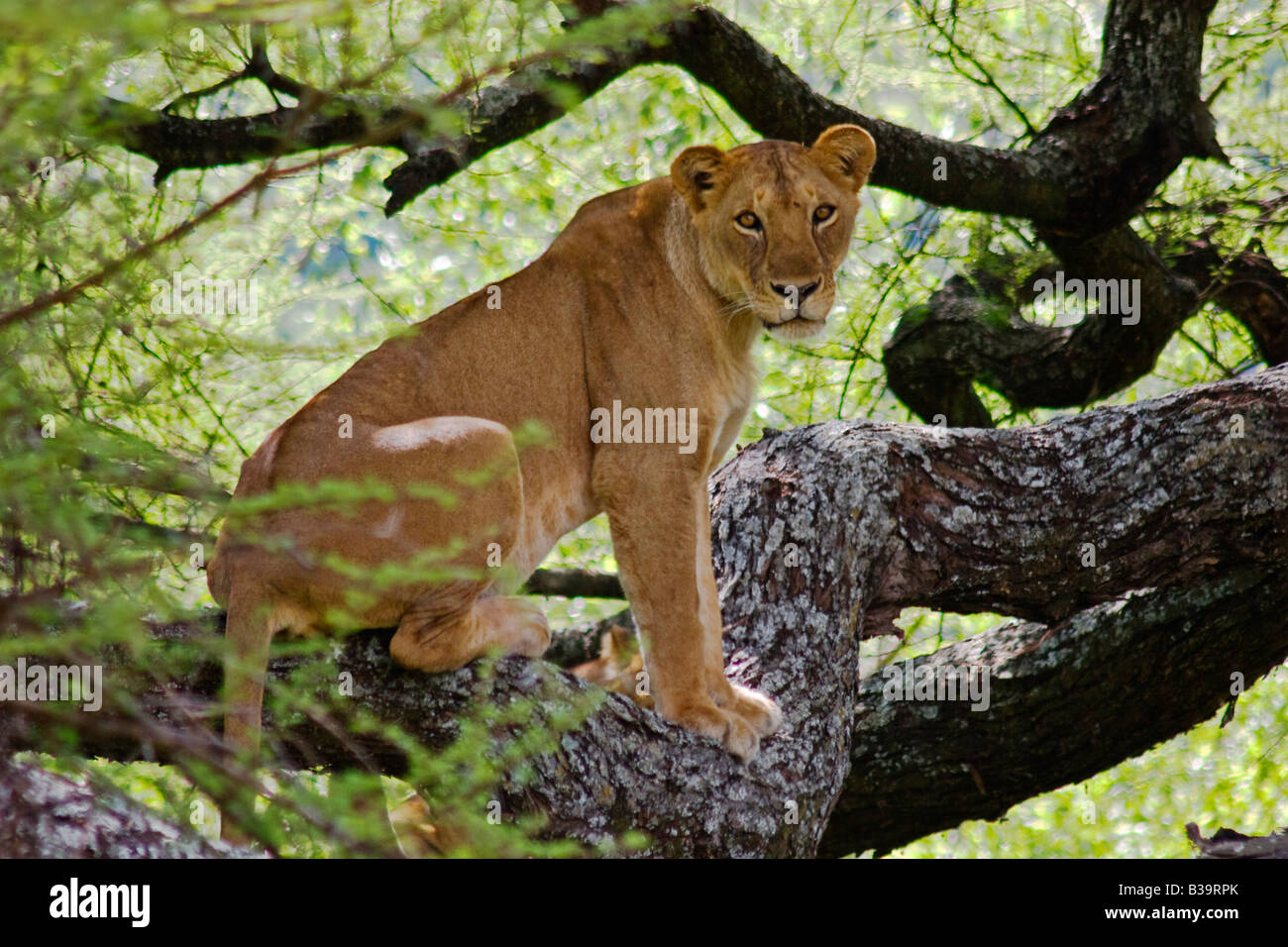 African tree lions hi-res stock photography and images - Alamy