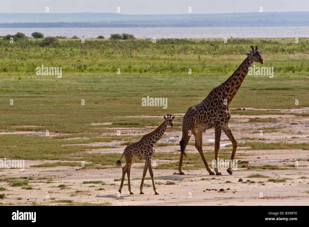 Mother And Baby Giraffe Running