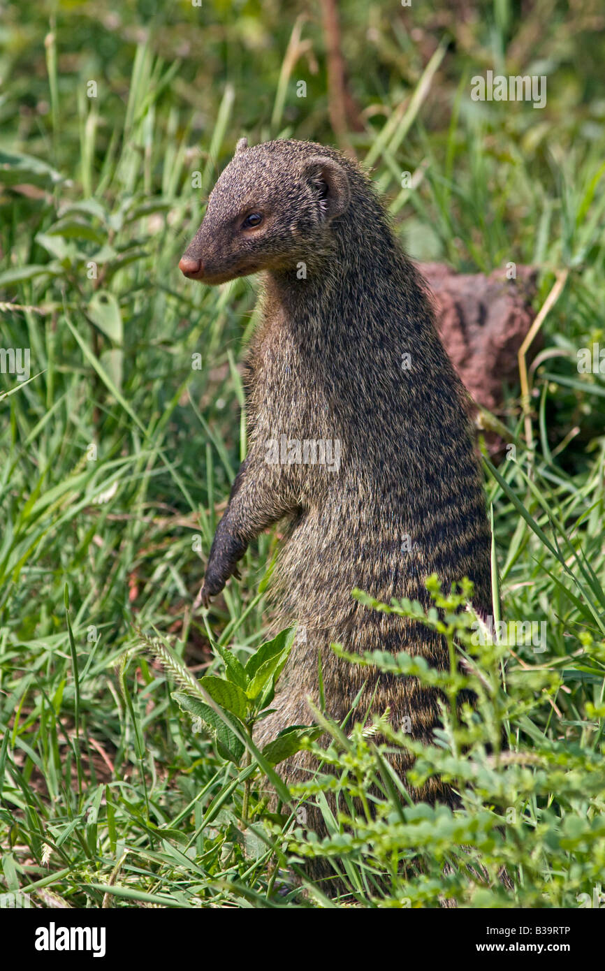 A BANDED MONGOOSE LAKE MANYARA NATIONAL PARK TANZANIA Stock Photo - Alamy