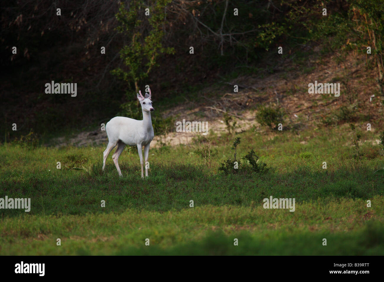 Pure white deer buck grazing on Cumberland Island Georgia Stock Photo ...
