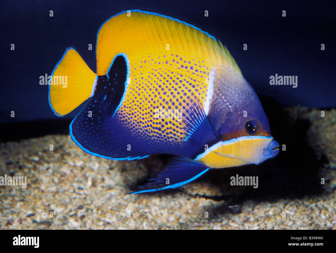 Blue Girdled angelfish Pomacanthus navarchus, Pomacanthidae Stock Photo ...