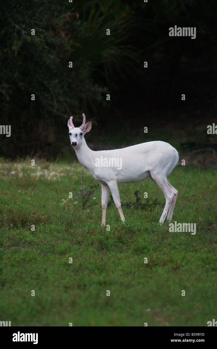 Whitetail deer buck georgia hi-res stock photography and images - Alamy