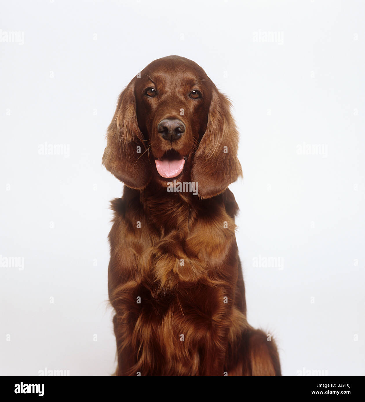 Irish setter, portrait of adult Stock Photo - Alamy