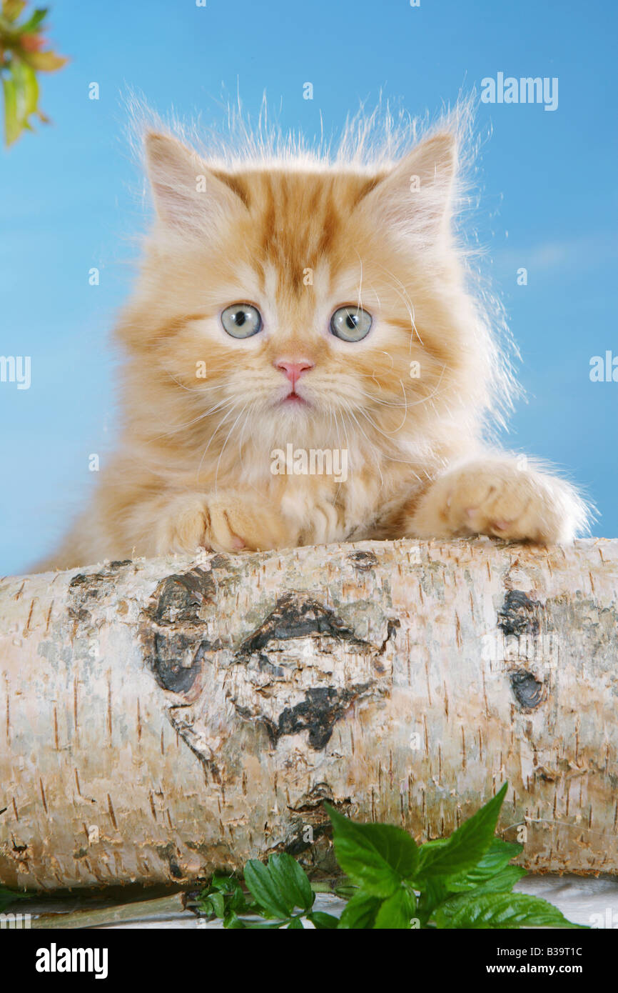 Tabby highlander hi-res stock photography and images - Alamy