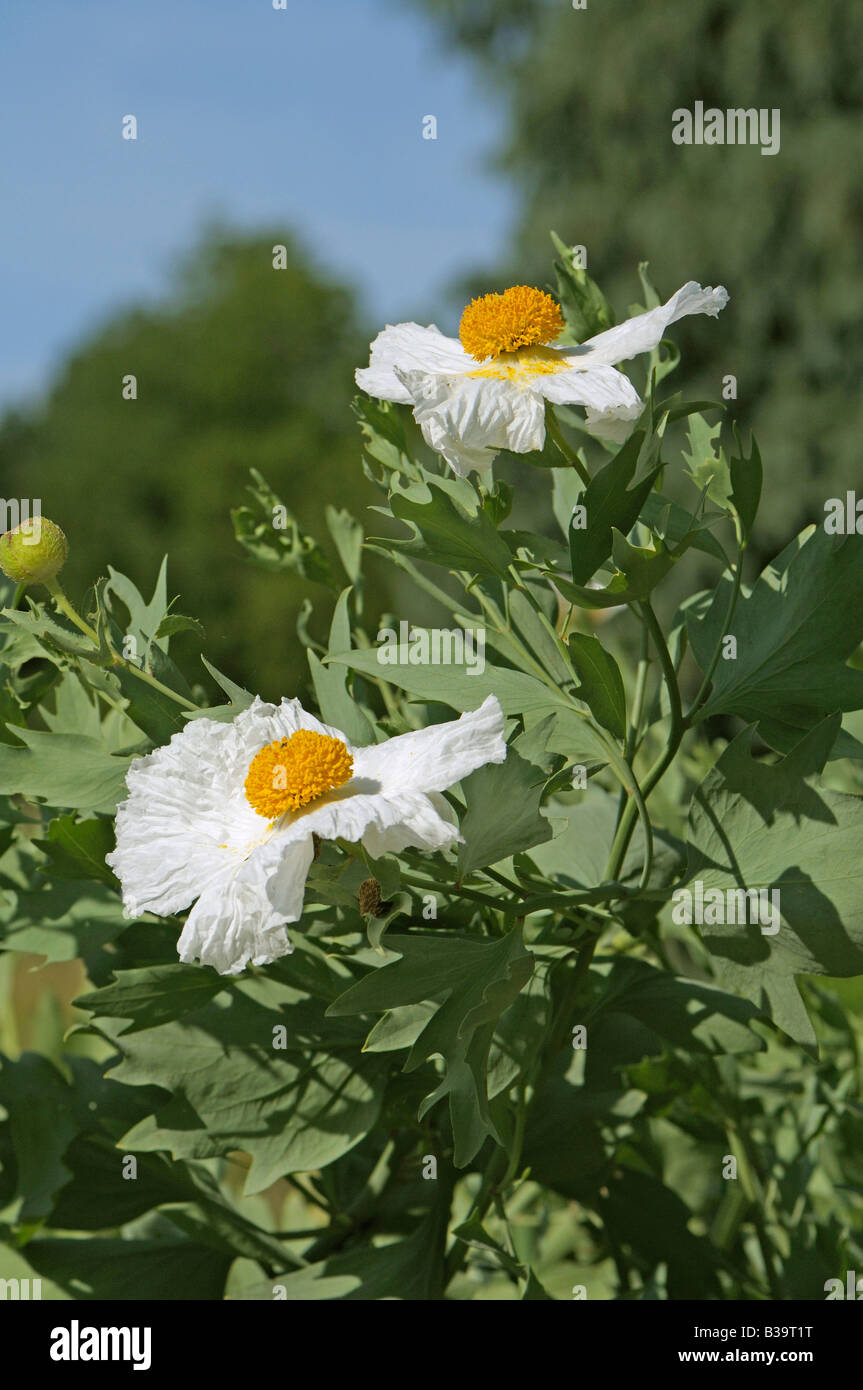 Bush poppy tree poppy hi-res stock photography and images - Alamy