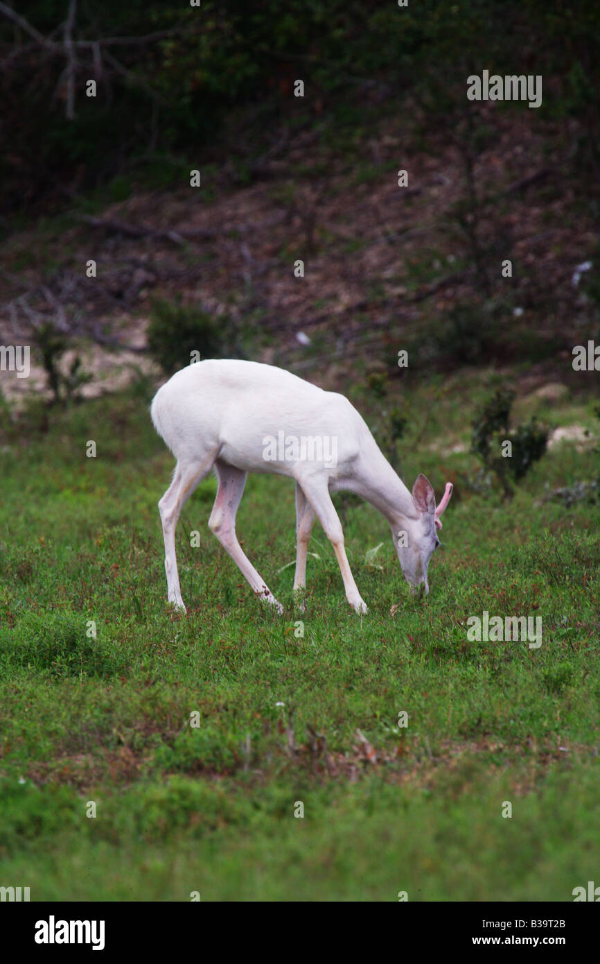 Pure white deer buck grazing on Cumberland Island Georgia Stock Photo ...