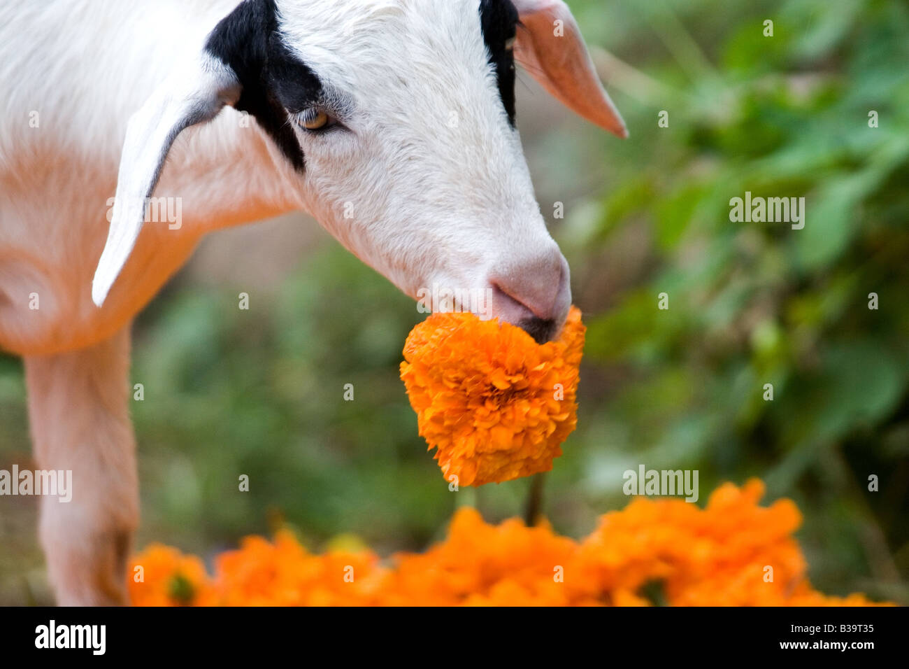 A goat chewing on a flower gathered for arranging a floral carpet for ...