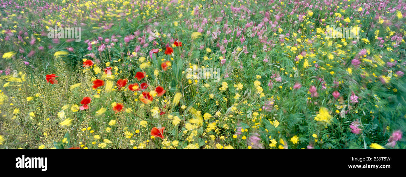 Field of Flowers, Northern Spain Stock Photo - Alamy