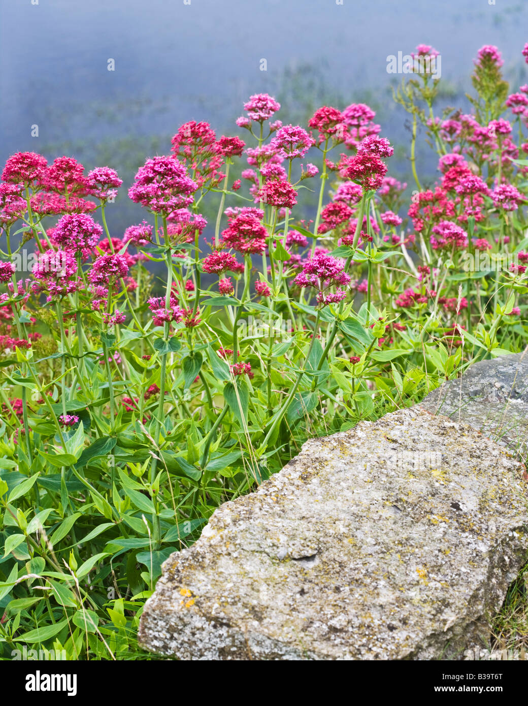 Red Valerian growing wild in a wall near Lindisfarne Castle on the ...