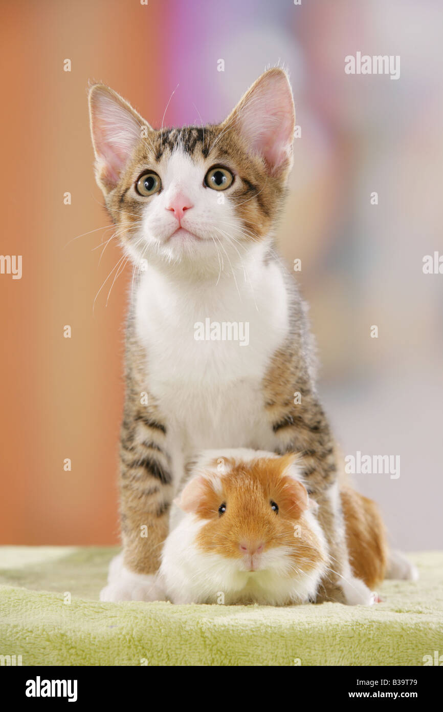 animal friendship : kitten and guinea pig Stock Photo - Alamy
