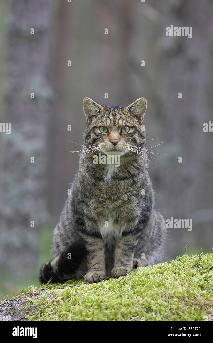 Wild cat in pine forest hi-res stock photography and images - Alamy