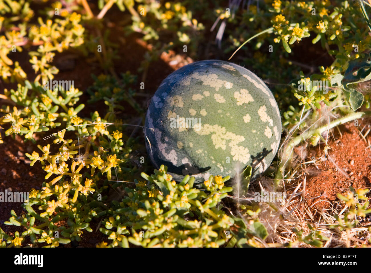 A Citron Melon (Citrullus lanatus), in the Kalahari Desert, Namibia ...