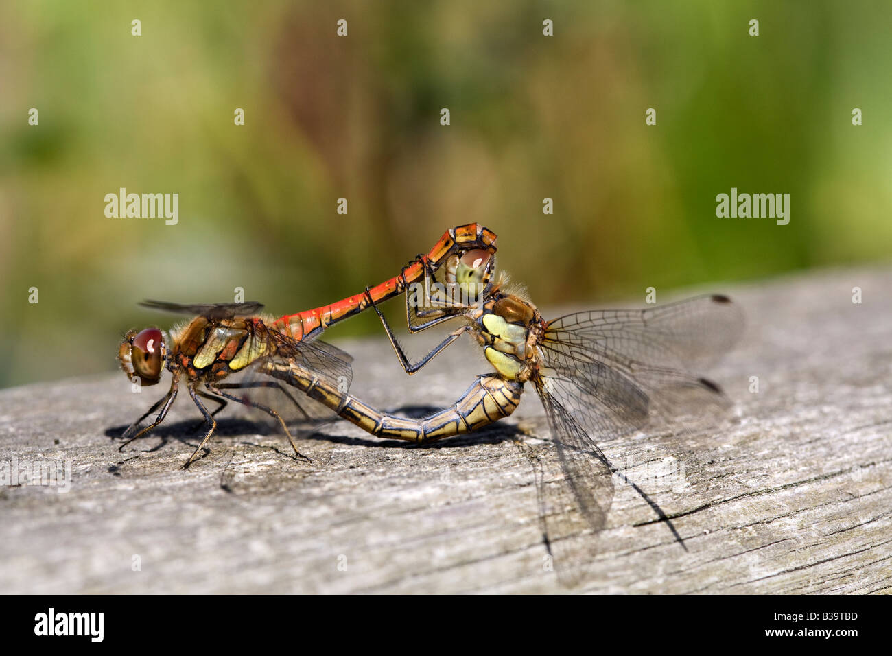 Mating heart hi-res stock photography and images - Alamy