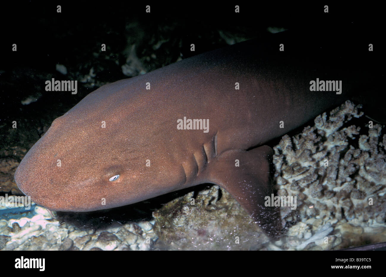 Nurse Shark, Ginglymostoma cirratum, Elasmobranchii, Orectolobiformes ...