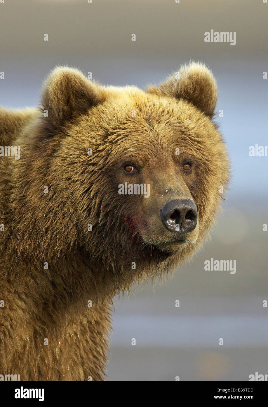 Grizzly Bear Ursus arctos horribilis portrait Stock Photo - Alamy
