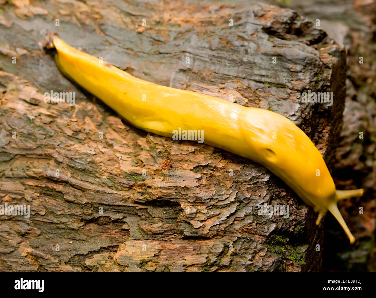 Santa cruz banana slug hi-res stock photography and images - Alamy