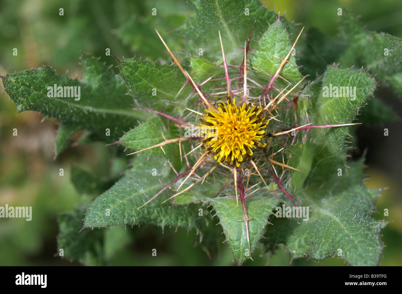 Holy Thistle, Blessed Thistle (Cnicus benedictus), flowering Stock ...