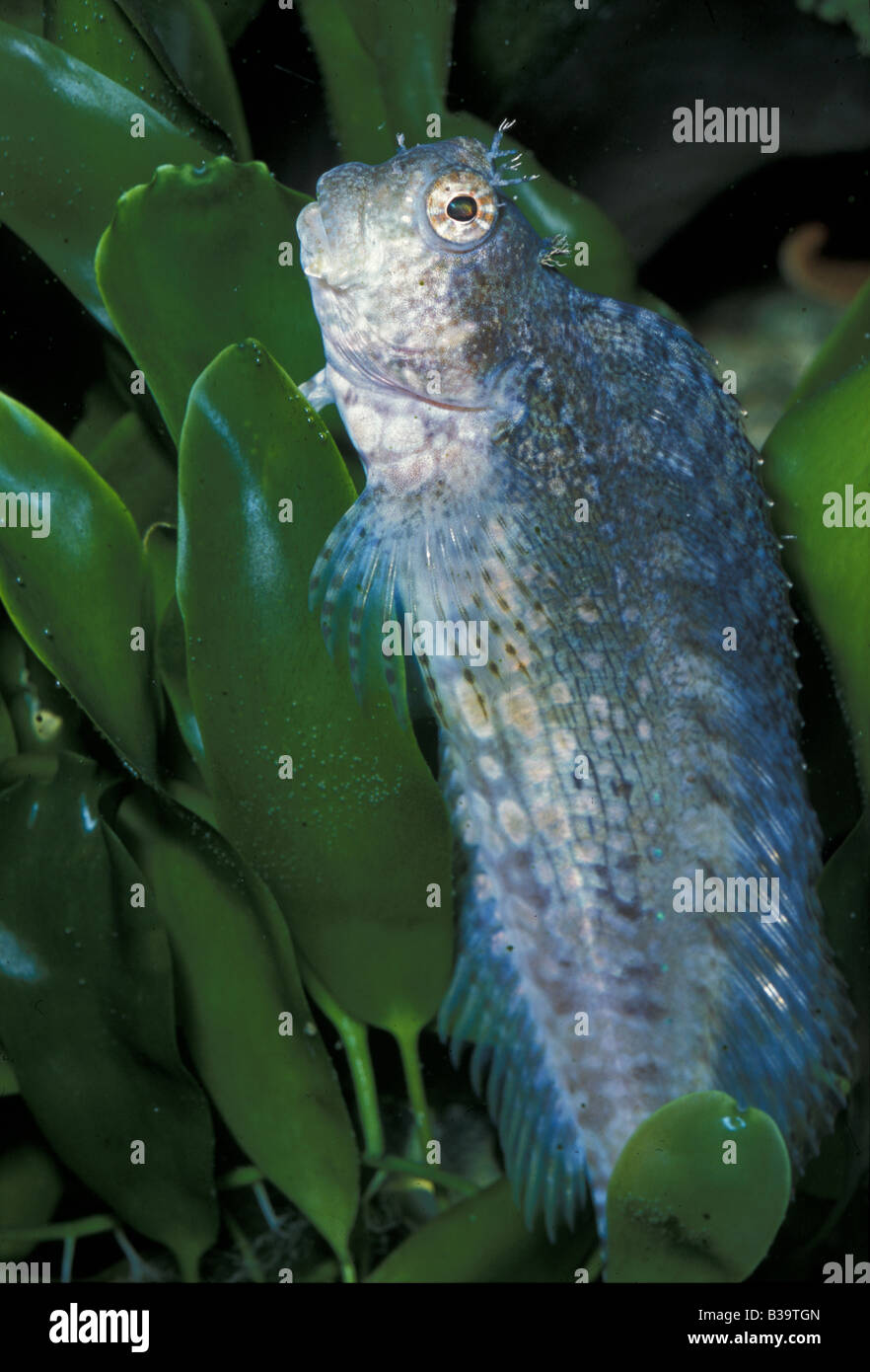 Salarias hi-res stock photography and images - Alamy