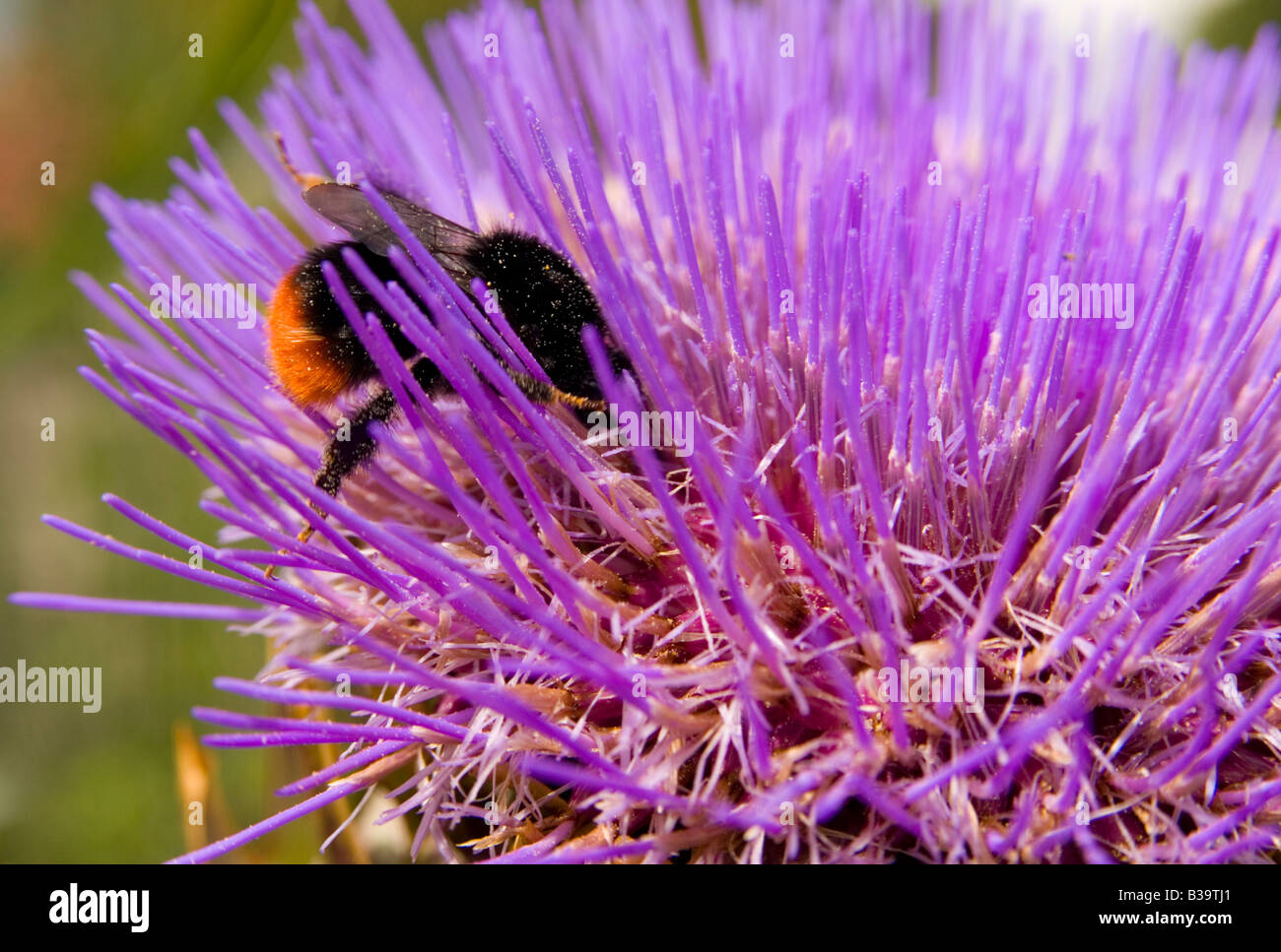 Red tailed bumble bee hi-res stock photography and images - Alamy
