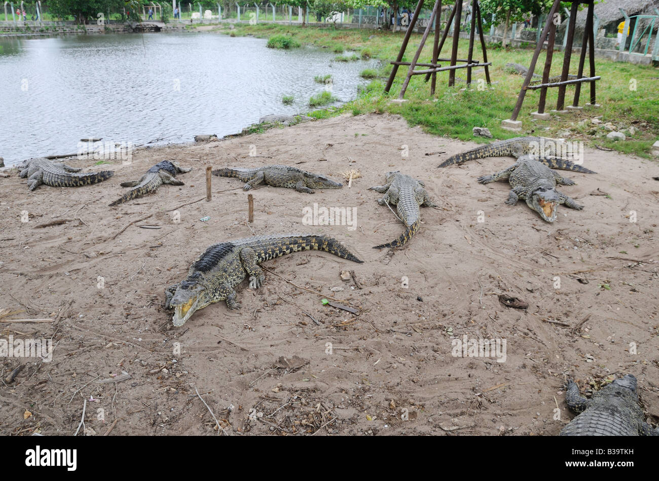 Alligators on natural habitat on Guama Lagoon, Cuba Stock Photo - Alamy