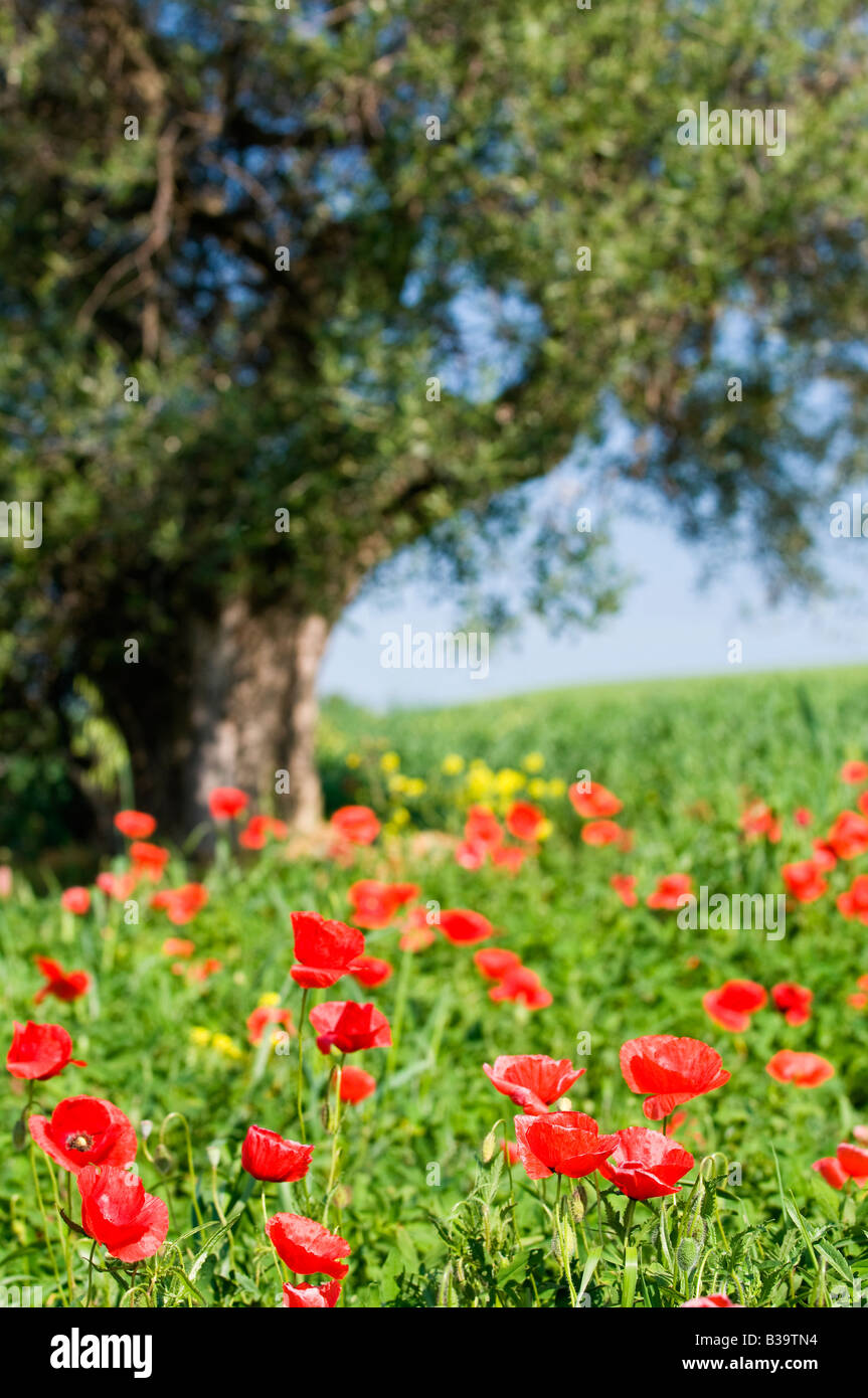 Poppies near Pienza, Valle de Orcia, Tuscany, Italy Stock Photo - Alamy