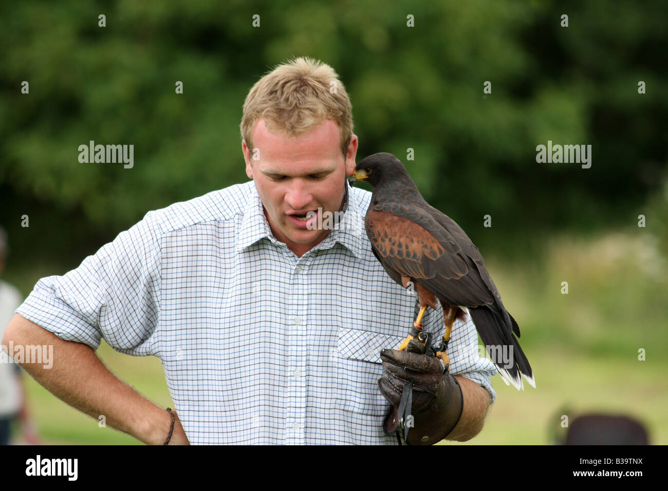 Falconry uk hi-res stock photography and images - Alamy