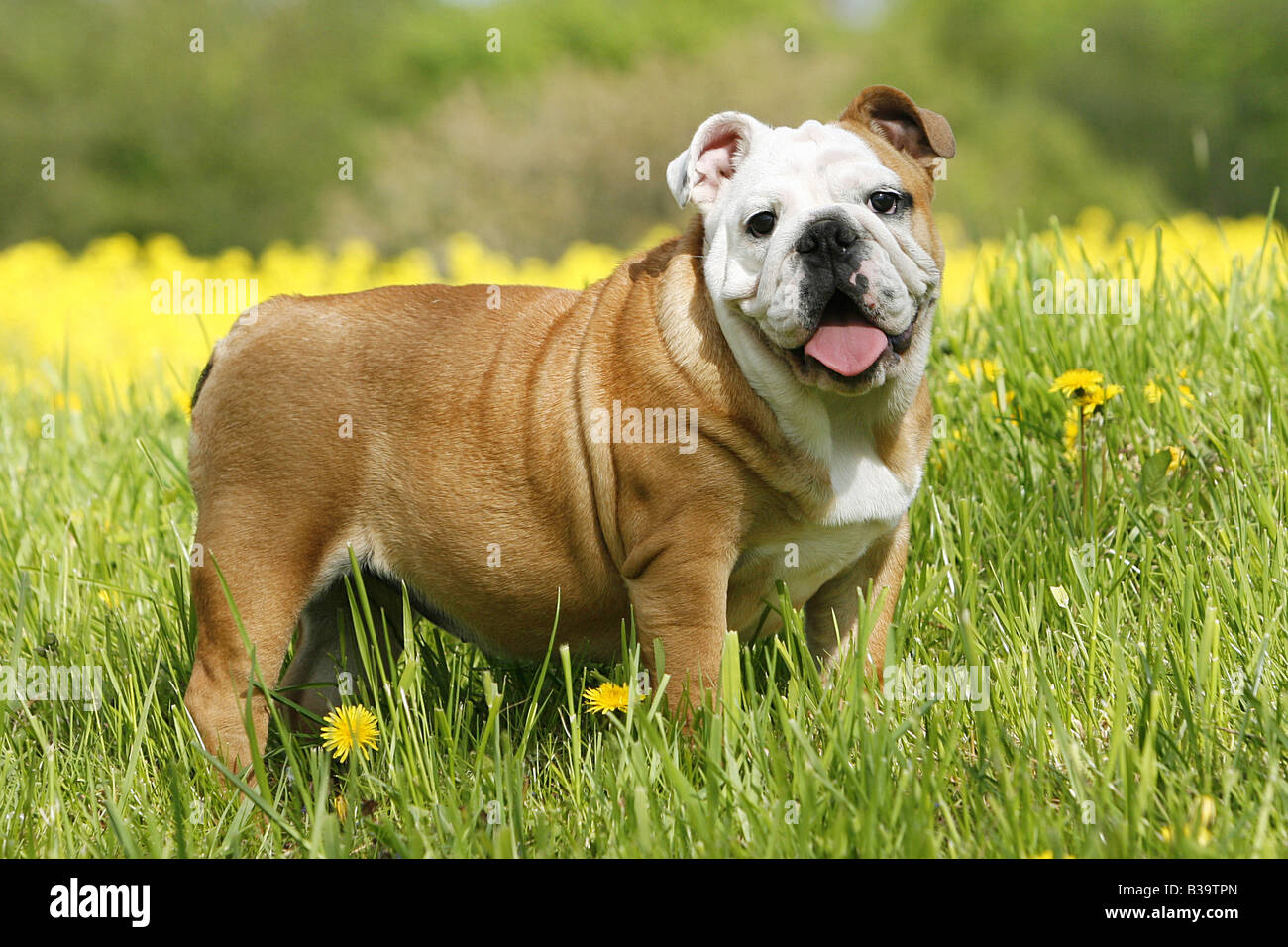 English Bulldog. Adult dog standing in flowering meadow Stock Photo - Alamy