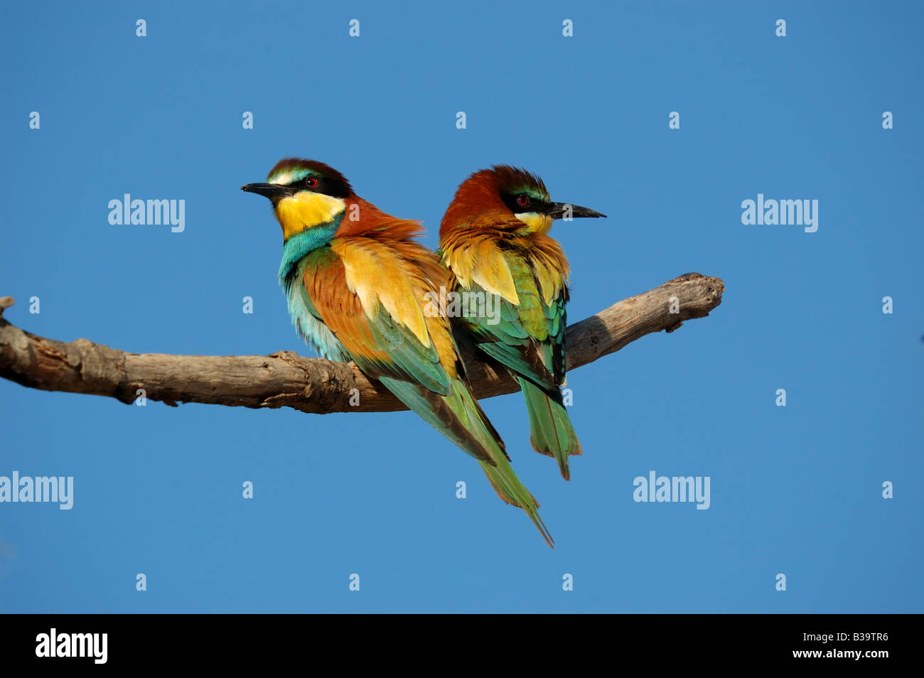 a photograph of two birds Stock Photo - Alamy