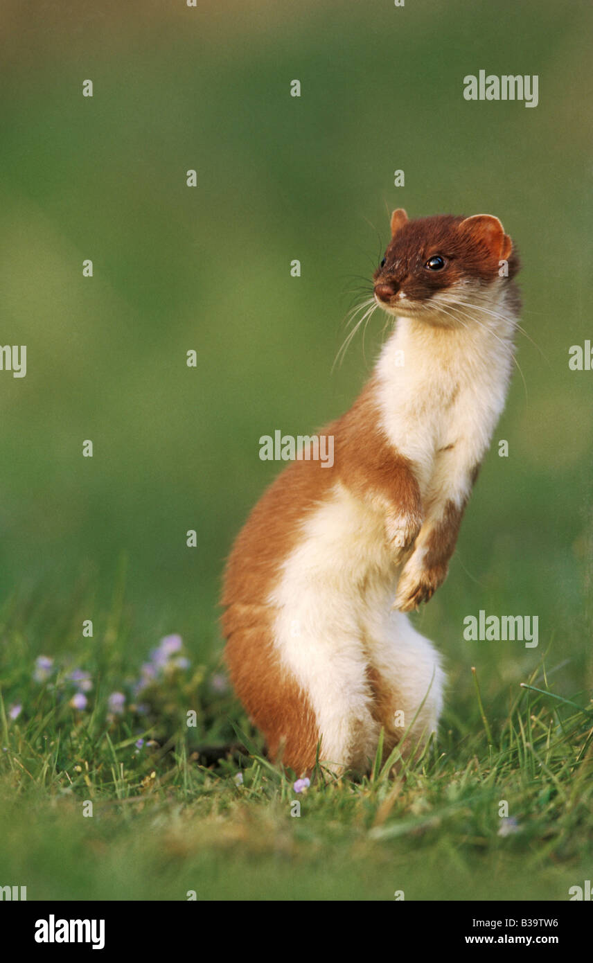 Stoat new zealand hi-res stock photography and images - Alamy