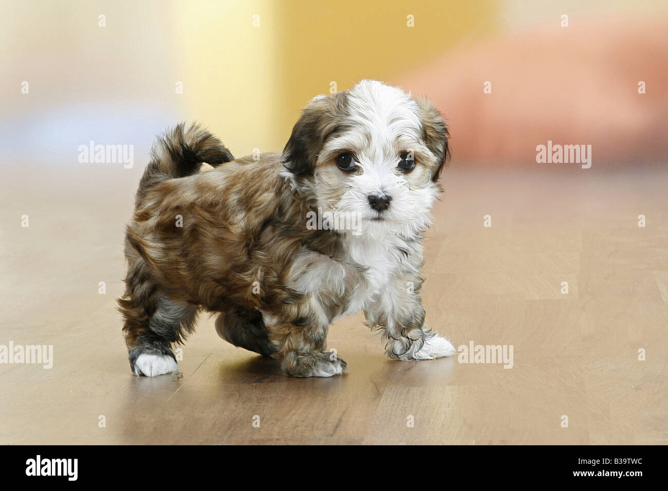 Havanese - puppy standing Stock Photo - Alamy