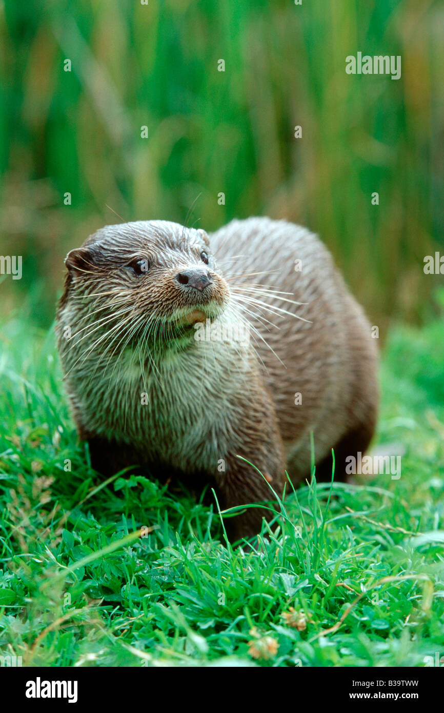 European River Otter (Lutra lutra) on riverbank Stock Photo - Alamy