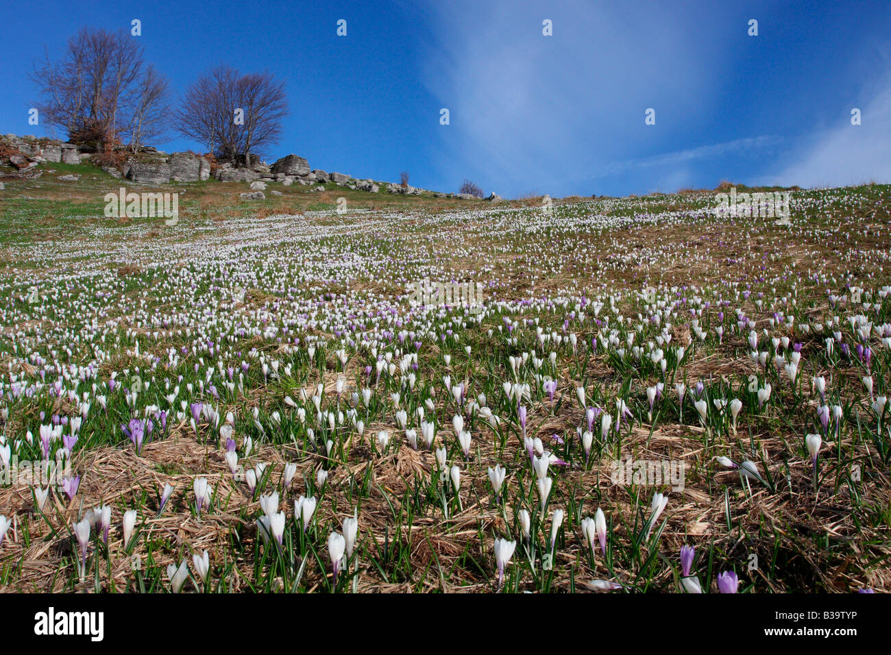 Crocus albiflorus, croco, crocus (digital image Stock Photo - Alamy