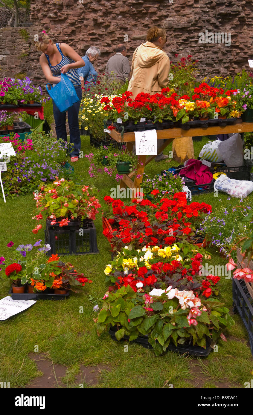 Flower and plant stall at Skenfrith Medieval Fun Day Monmouthshire ...