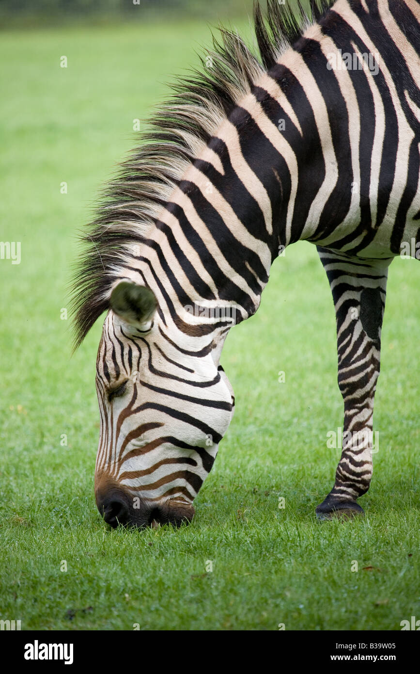 Zebra eating grass hi-res stock photography and images - Alamy