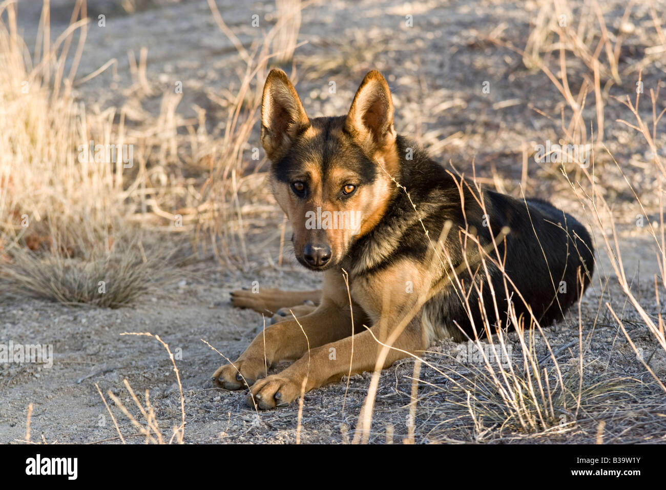 Anatolia dog hi-res stock photography and images - Alamy