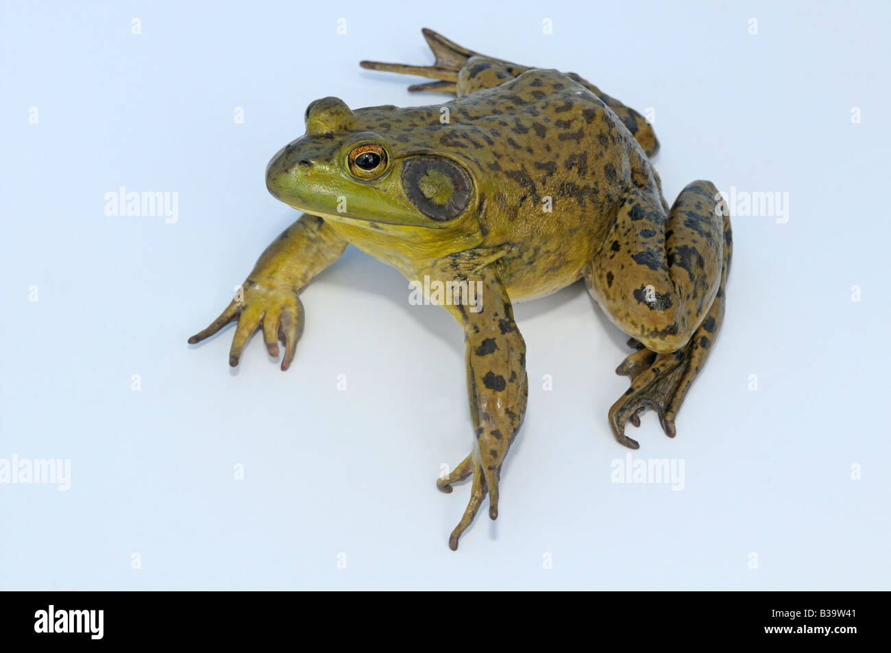American Bullfrog (Rana catesbeiana, Lithobates catesbeianus), male ...