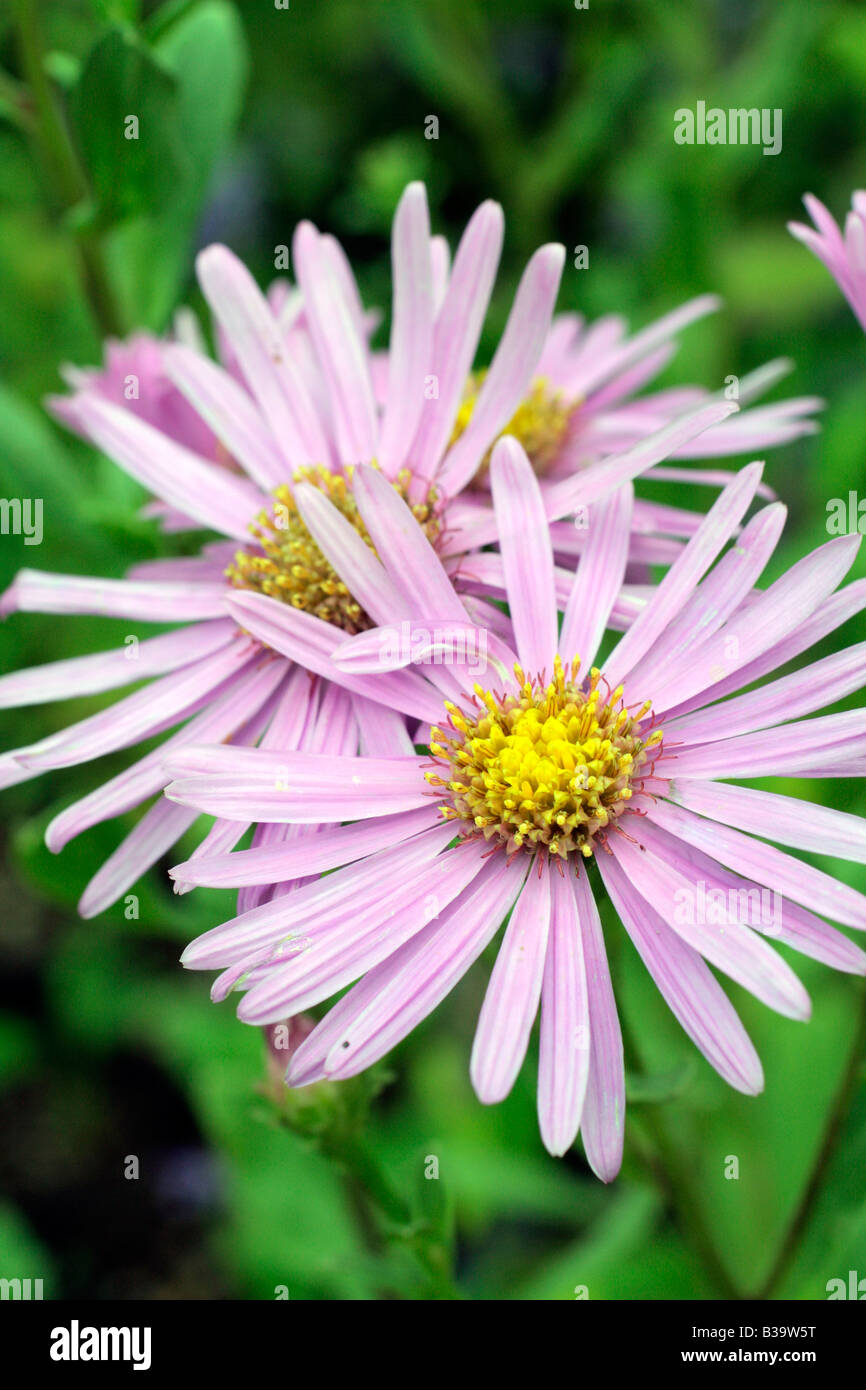 Aster amellus lady hindlip hi-res stock photography and images - Alamy