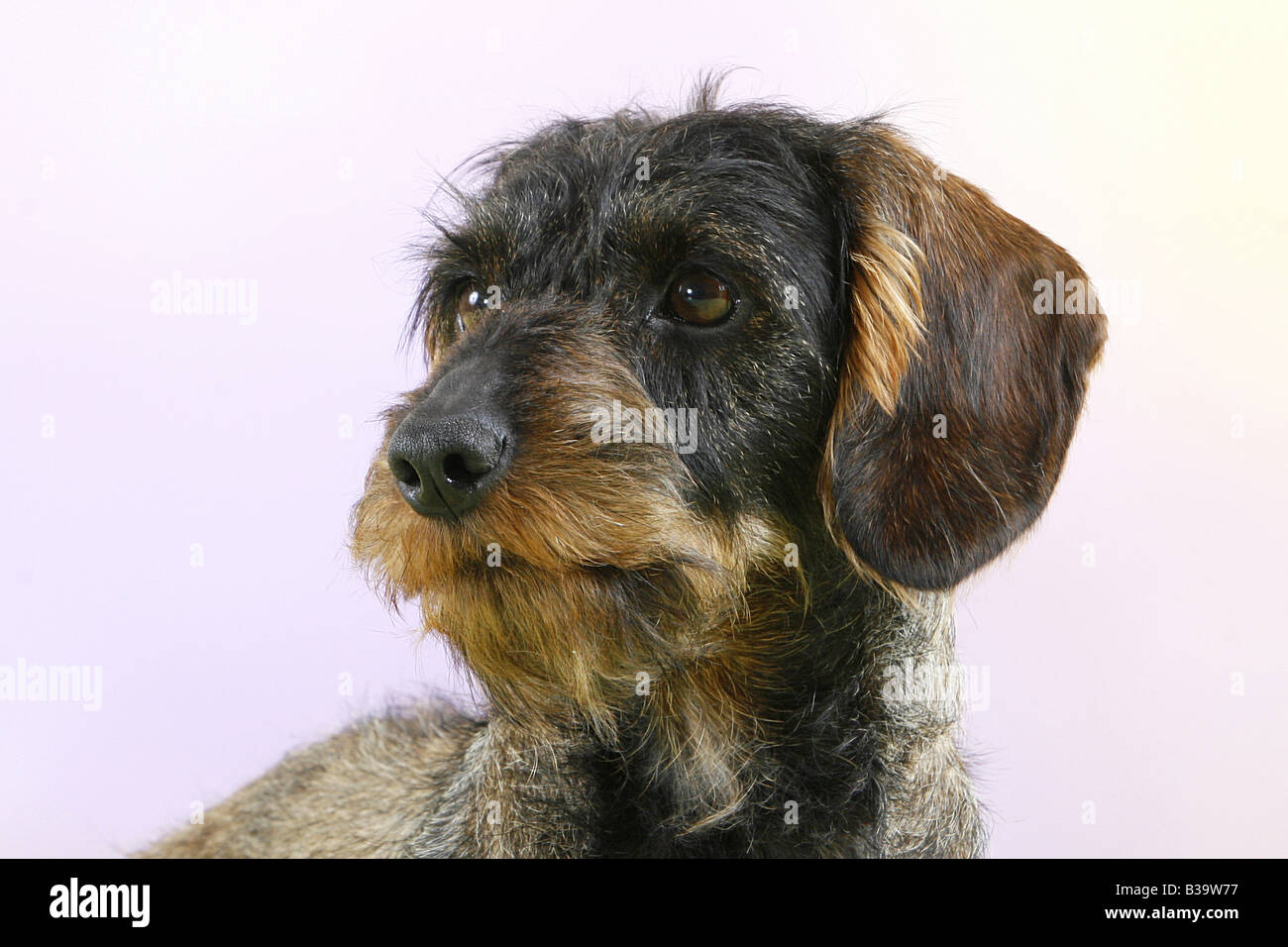 Wire-haired dachshund - portrait Stock Photo - Alamy